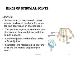 Articular system.pdf