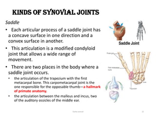 Articular system.pdf