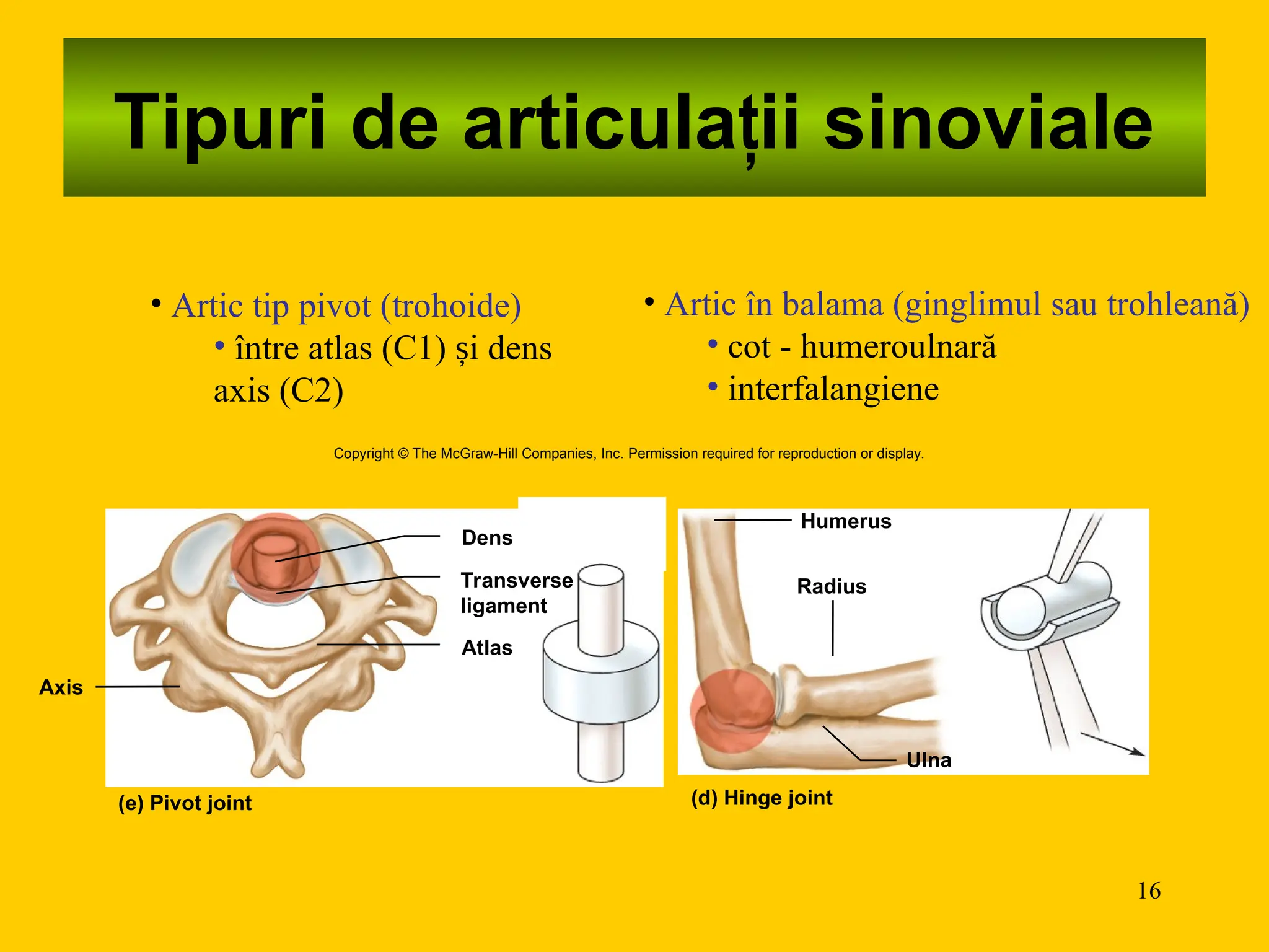 Articulatii medicina asistent generalist | PPT