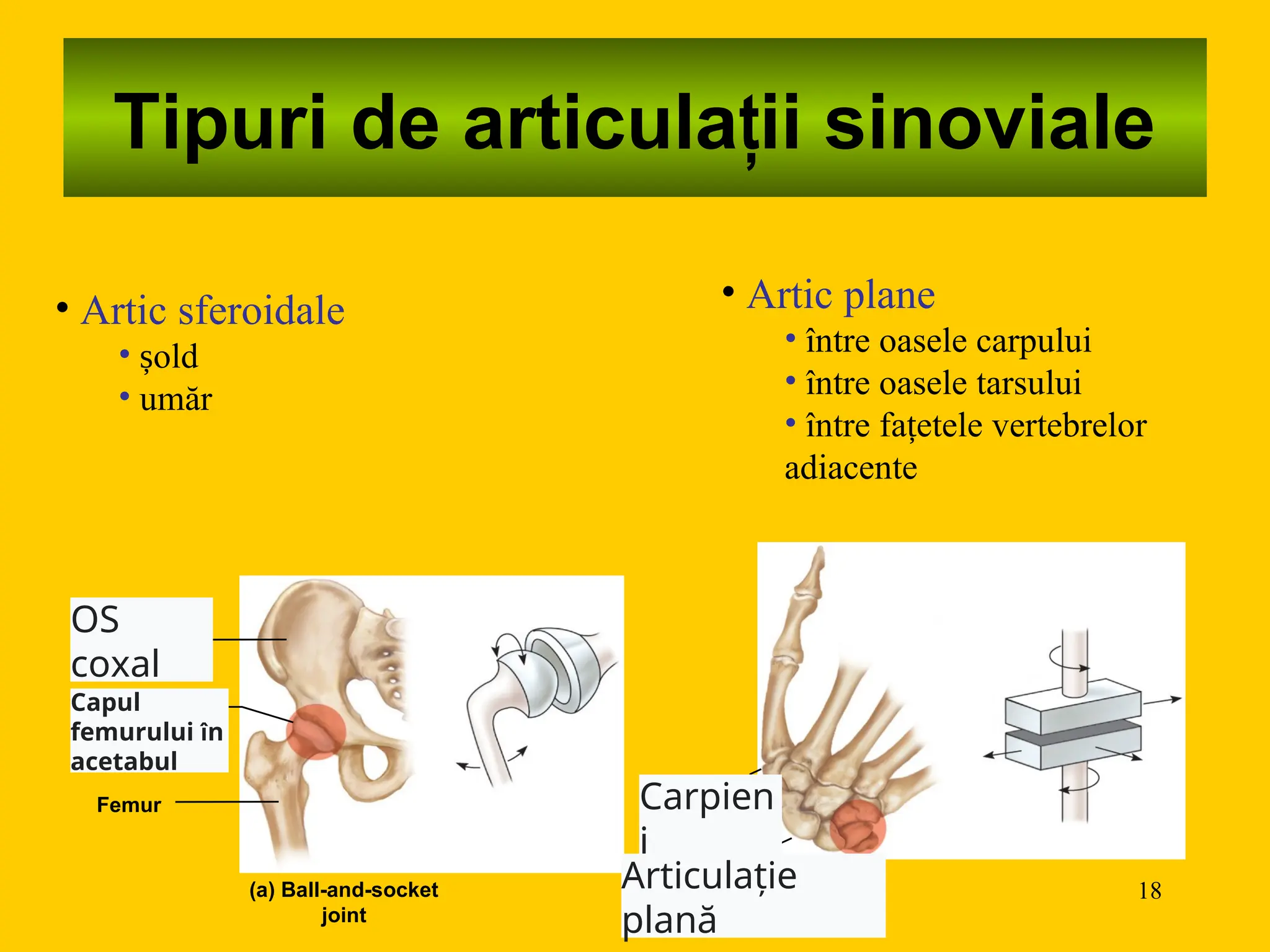 Articulatii medicina asistent generalist | PPT