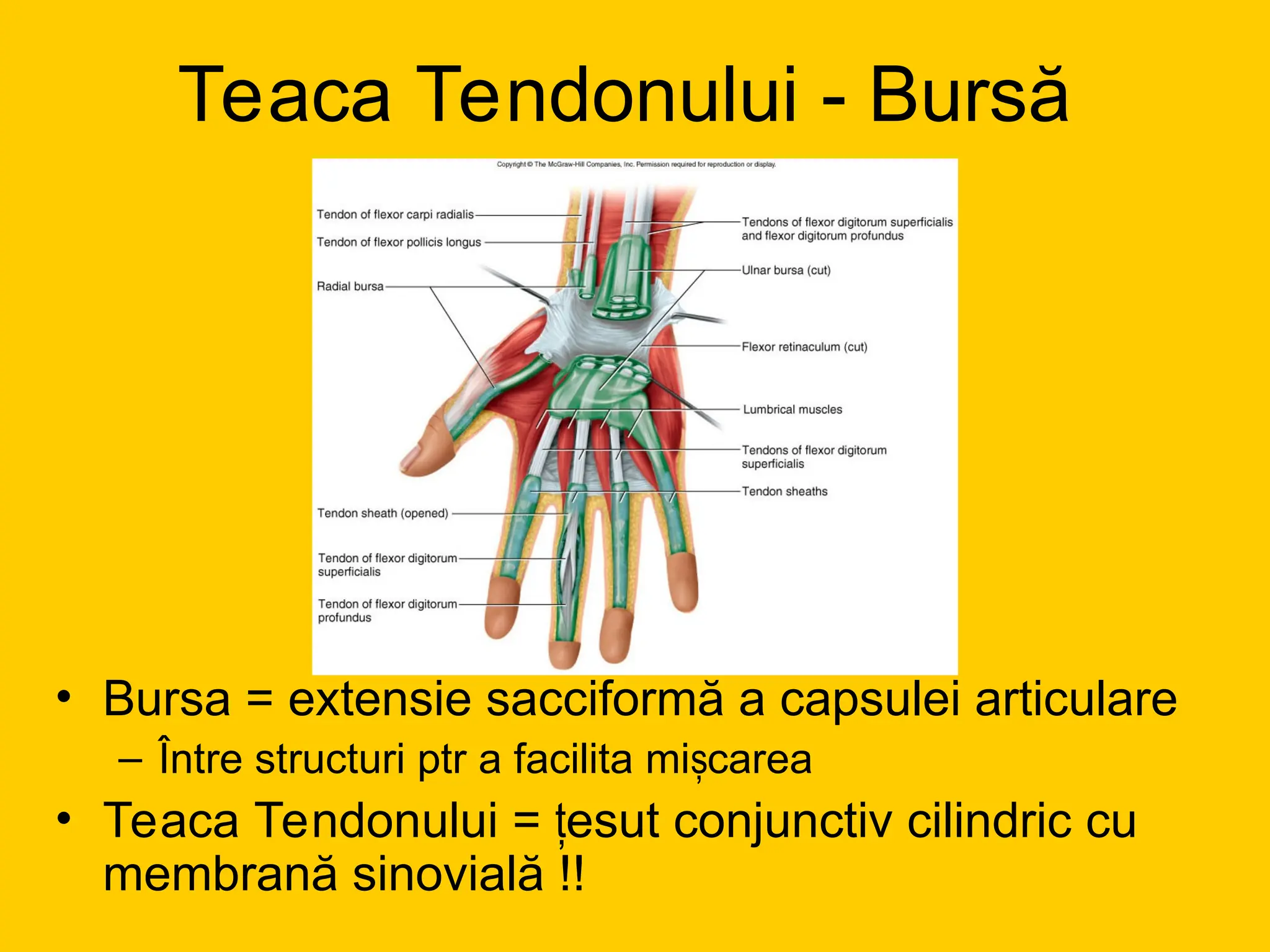 Articulatii medicina asistent generalist | PPT