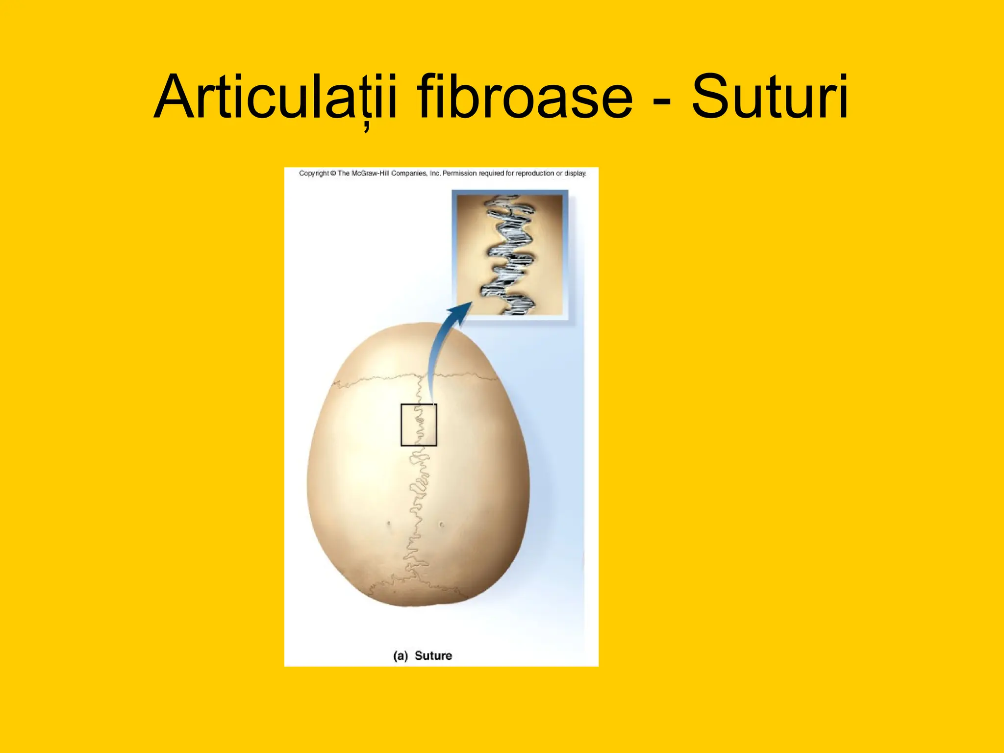 Articulatii medicina asistent generalist | PPT