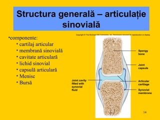Articulatii medicina asistent generalist | PPT
