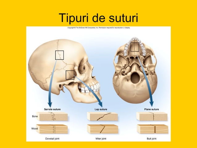 Articulatii medicina asistent generalist | PPT