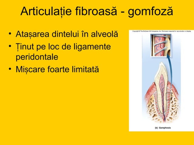 Articulatii medicina asistent generalist | PPT