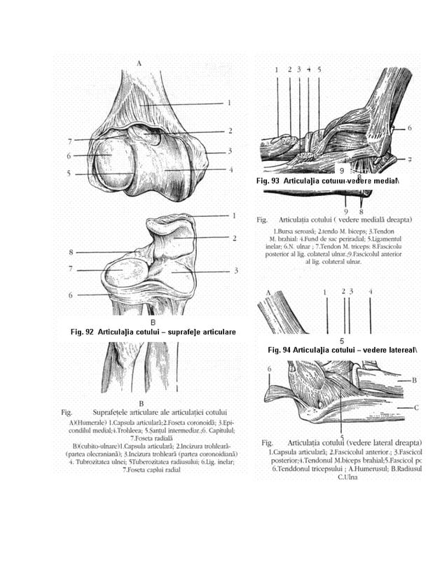 Articulatiile membrului superior | DOCX
