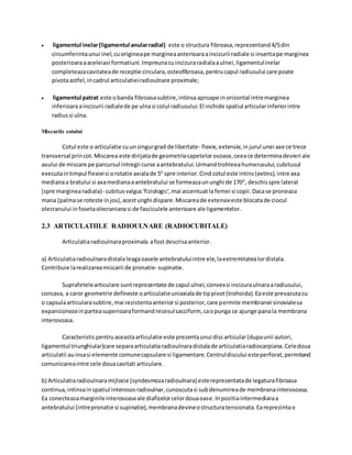 Articulatiile membrului superior | DOCX