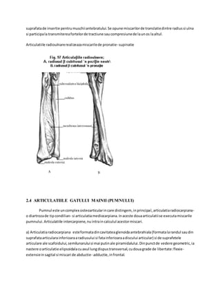 Articulatiile membrului superior | DOCX