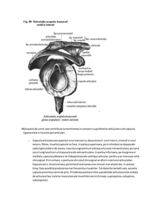 Articulatiile membrului superior | DOCX