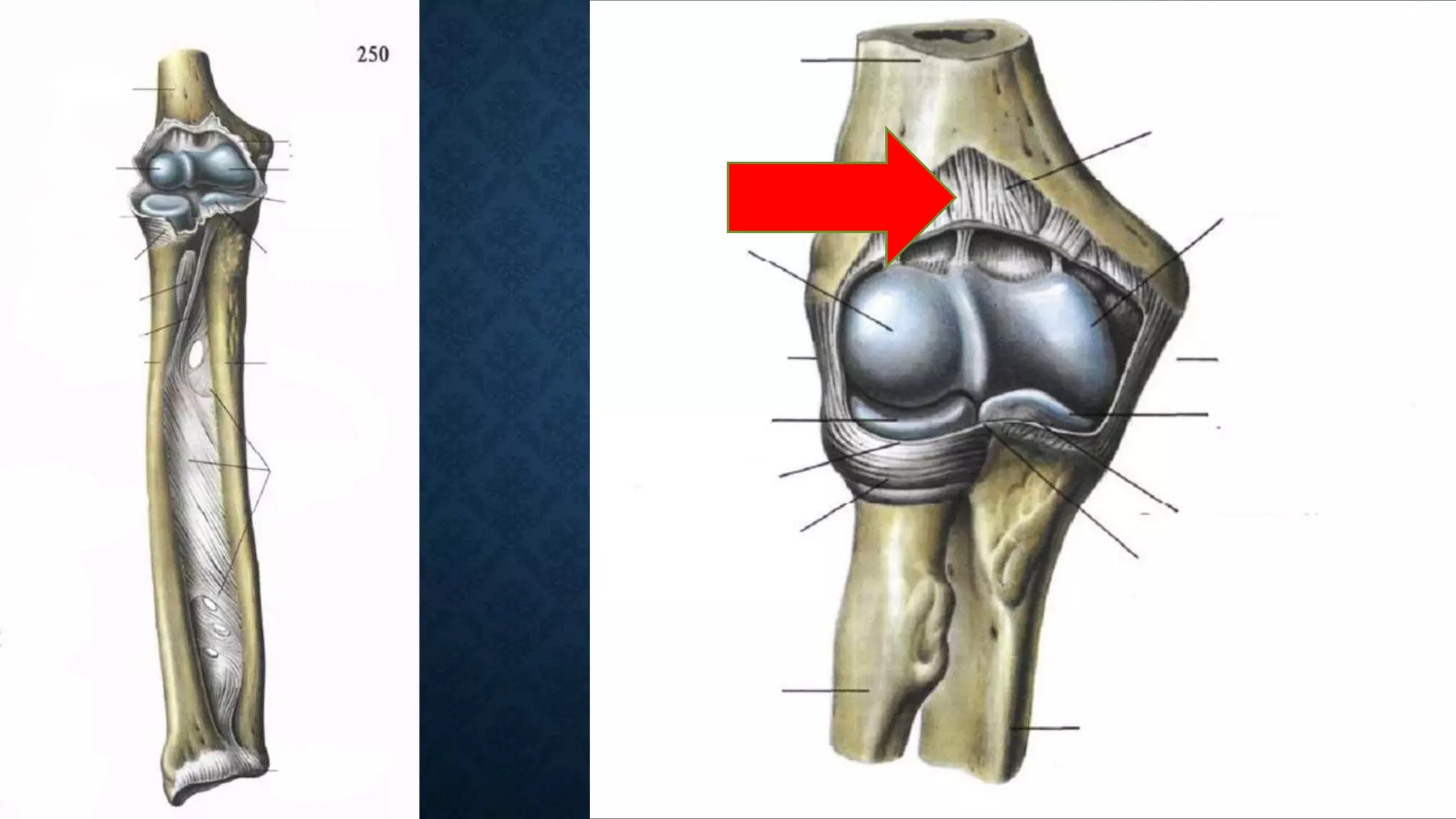 Articulatio cubiti/Elbow joint | PPTX | Death, Injury, or Military ...