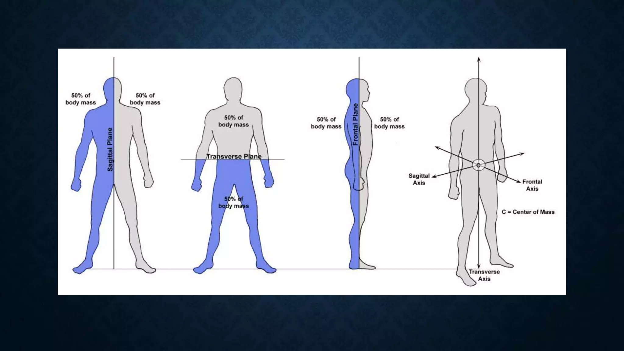 Articulatio cubiti/Elbow joint | PPTX | Death, Injury, or Military ...