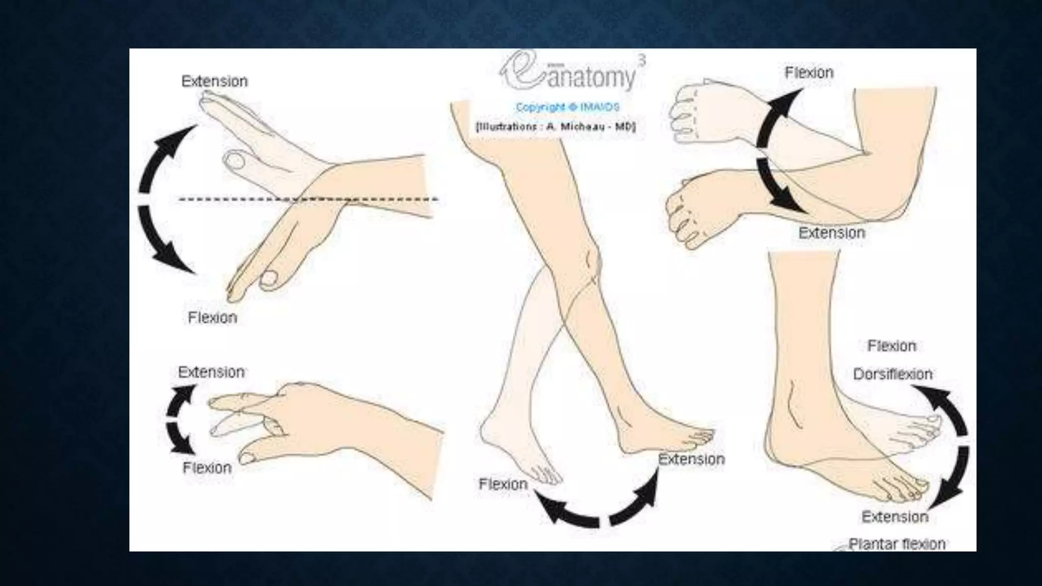 Articulatio cubiti/Elbow joint | PPTX | Death, Injury, or Military ...