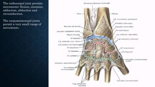 Articulatio cubiti/Elbow joint | PPTX | Death, Injury, or Military ...