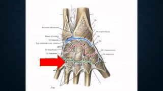 Articulatio cubiti/Elbow joint | PPTX