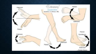 Articulatio cubiti/Elbow joint | PPTX