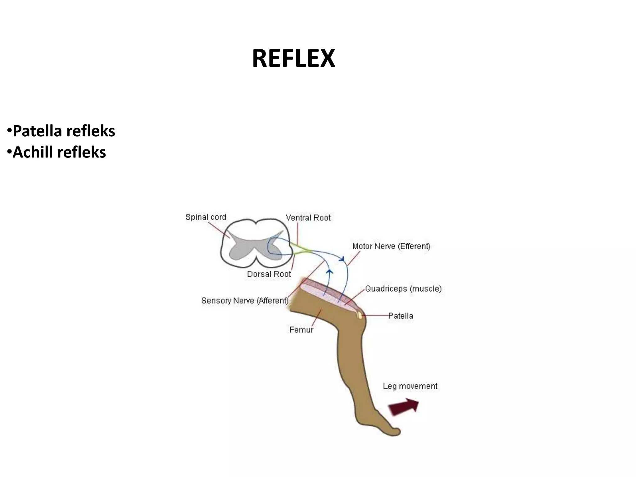 Knee Joint | PPTX