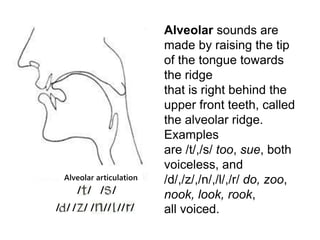 Articulation | PPTX