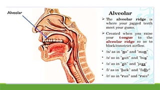 ARTICULATION.pptx n | PPTX