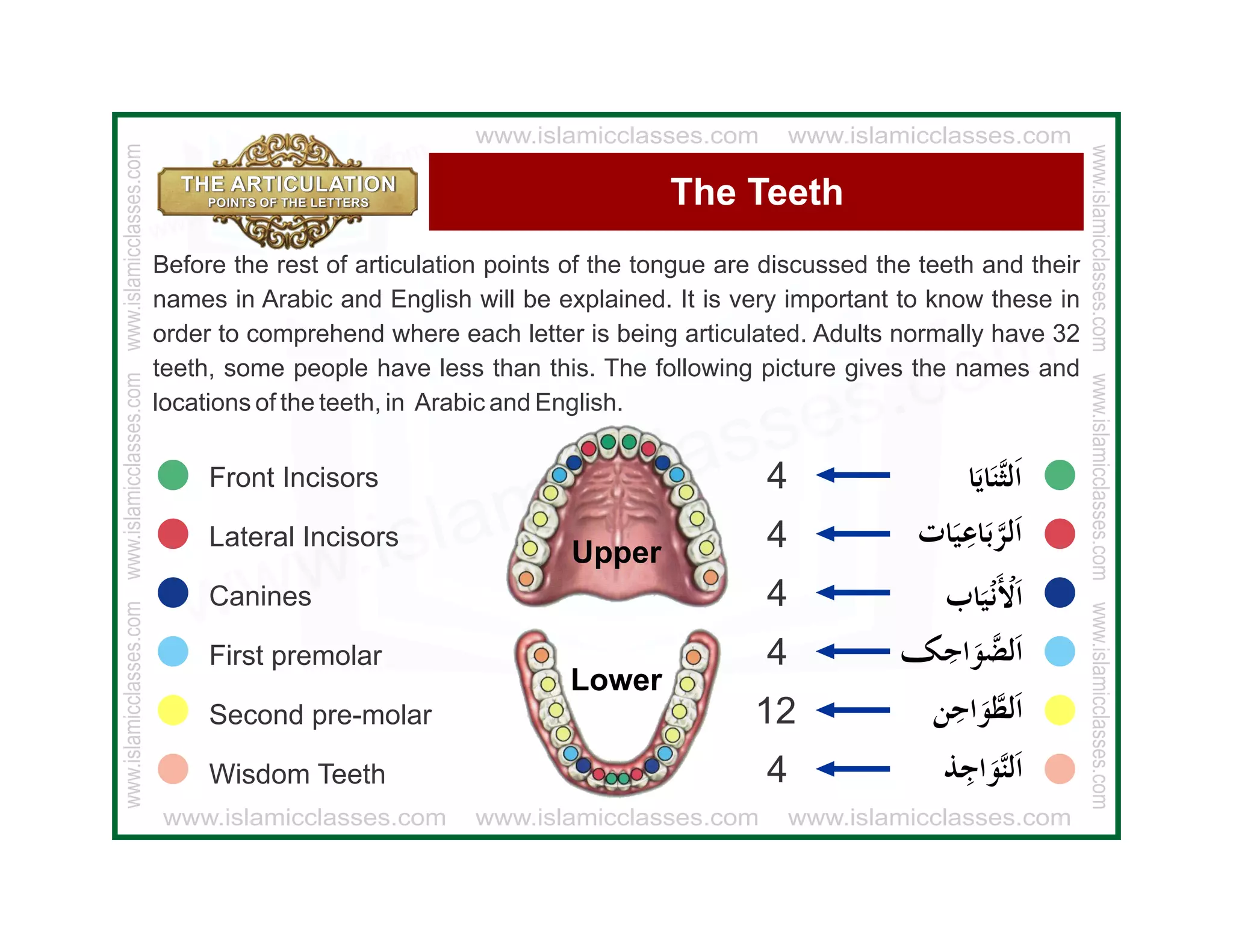 Articulation Points of Arabic Alphabet Letters, Makharij ul Huruf | PDF