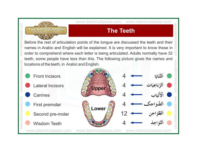 Articulation Points of Arabic Alphabet Letters, Makharij ul Huruf | PDF