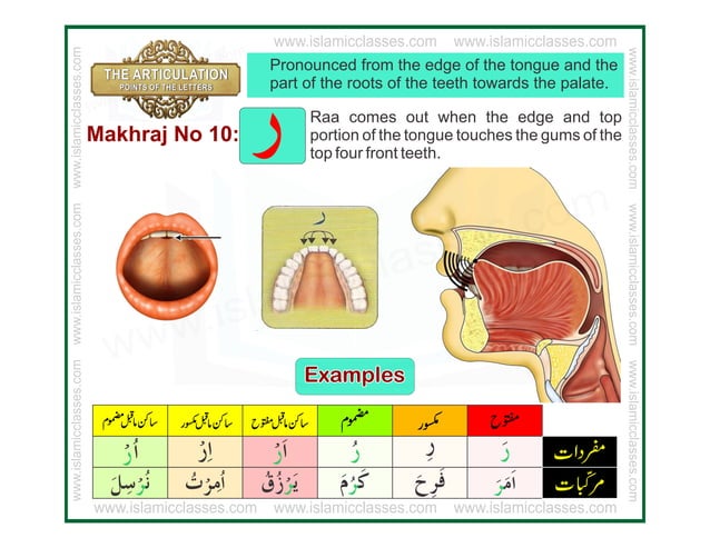 Articulation Points of Arabic Alphabet Letters, Makharij ul Huruf | PDF