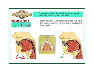 Articulation Points of Arabic Alphabet Letters, Makharij ul Huruf | PDF