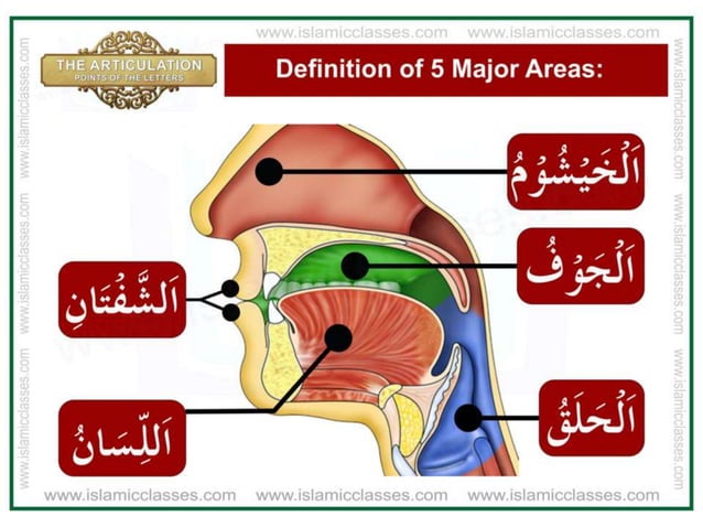 Articulation points-of-the-letters- makhraj | PDF