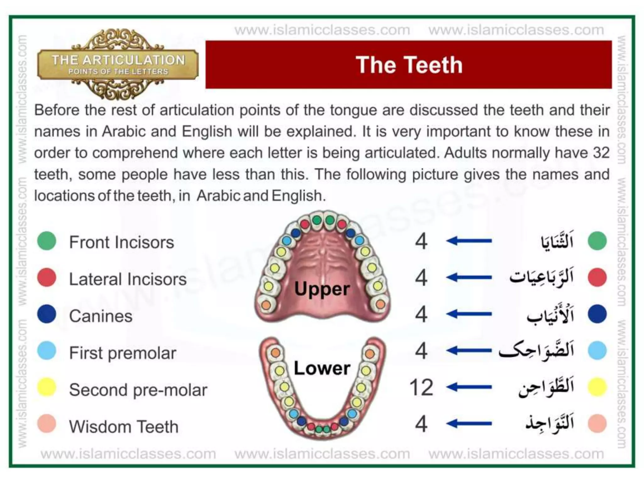 Articulation Points of The Letter - Tajweed Makharij al Huruf pdf | PPTX