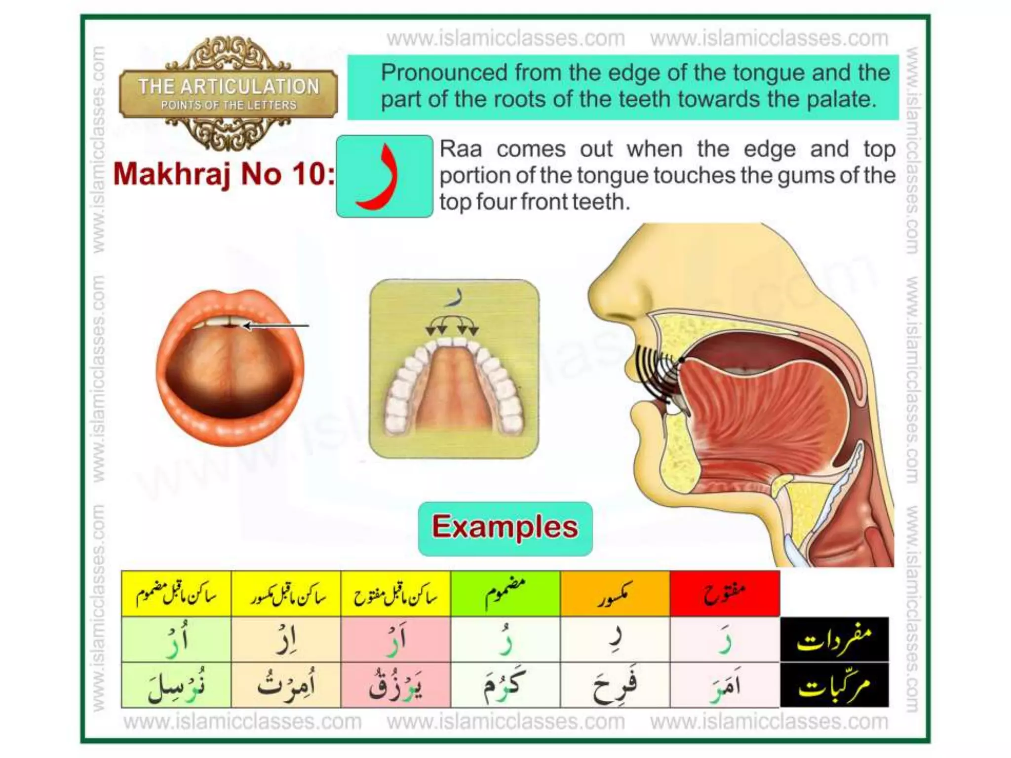 Articulation Points of The Letter - Tajweed Makharij al Huruf pdf | PPTX