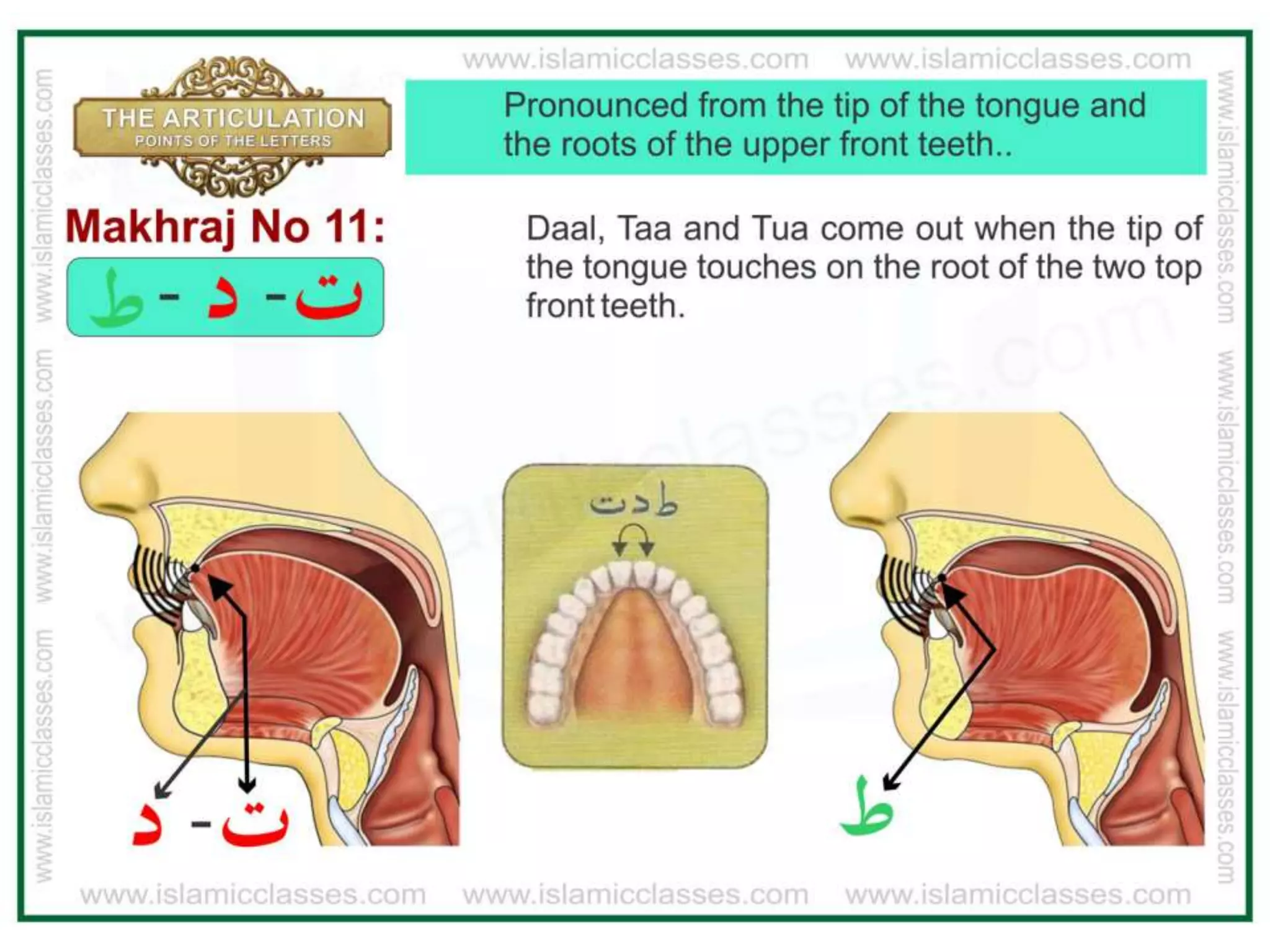 Articulation Points of The Letter - Tajweed Makharij al Huruf pdf | PPTX