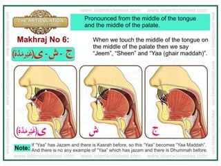 Articulation Points of The Letter - Tajweed Makharij al Huruf pdf | PPTX