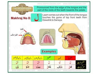 Articulation Points of The Letter - Tajweed Makharij al Huruf pdf | PPTX