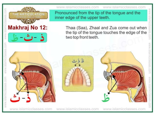 Articulation Points of The Letter - Tajweed Makharij al Huruf pdf | PPTX