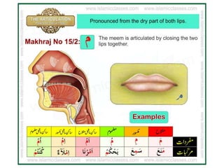 Articulation Points of The Letter - Tajweed Makharij al Huruf pdf | PPTX