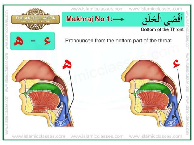 Articulation Points of The Letter - Tajweed Makharij al Huruf pdf | PPTX