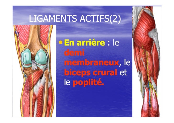 Articulation du genou