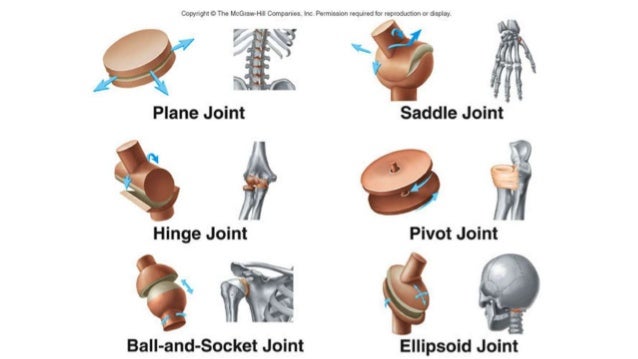 Articulations and movement