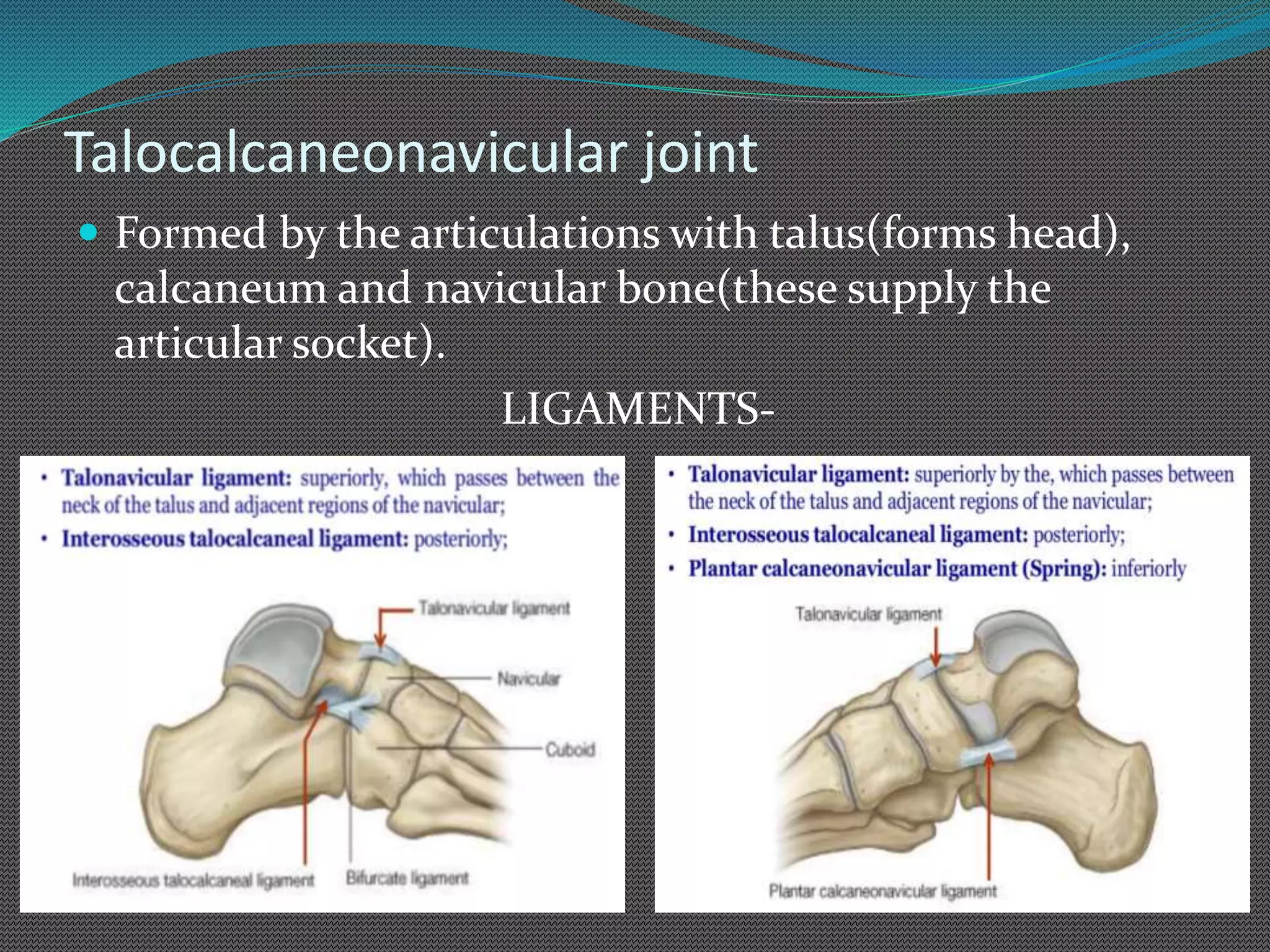 Articulations of lower limb | PPTX