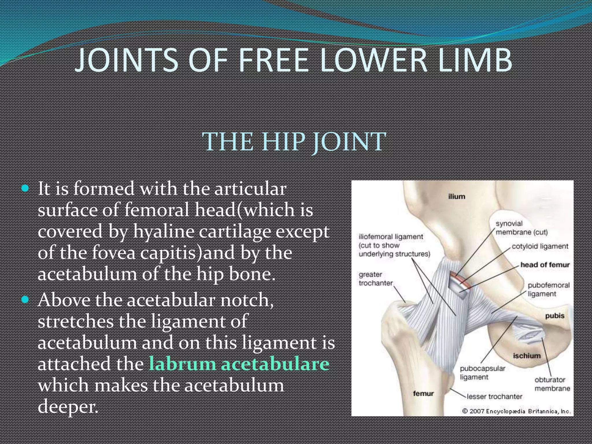 Articulations of lower limb | PPTX