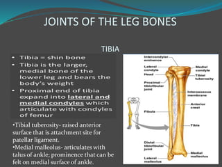 Articulations of lower limb | PPTX