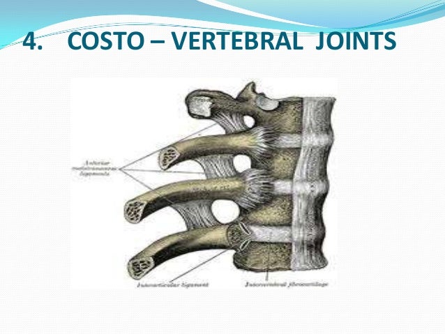 Articulations of the_vertebral_column_and_ribs