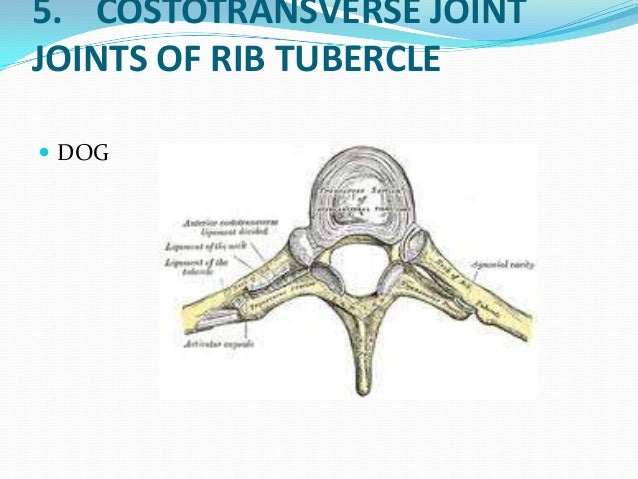 Articulations of the_vertebral_column_and_ribs