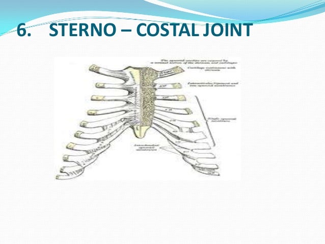 Articulations of the_vertebral_column_and_ribs