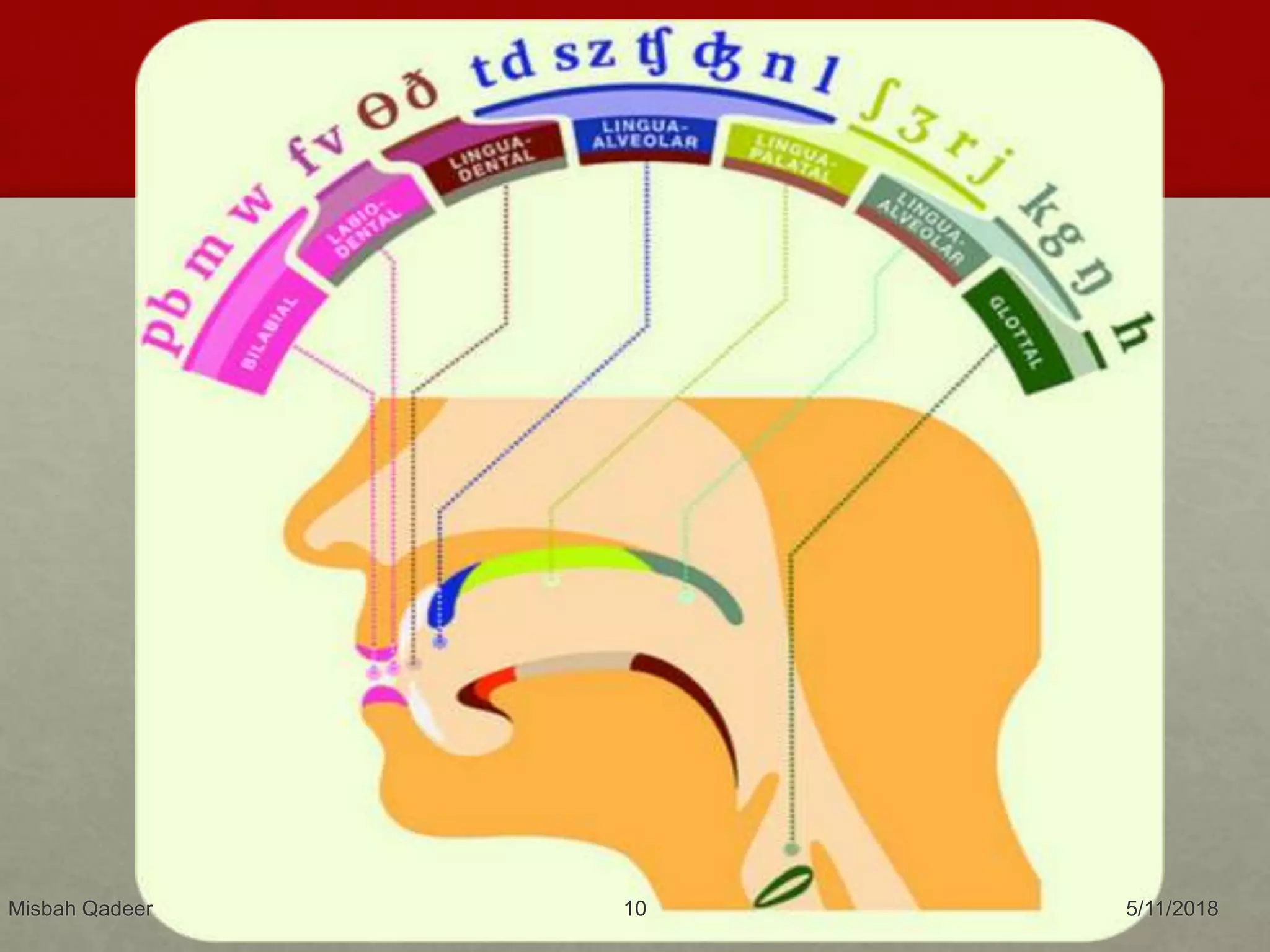 Articulatory Phonetics | PPTX