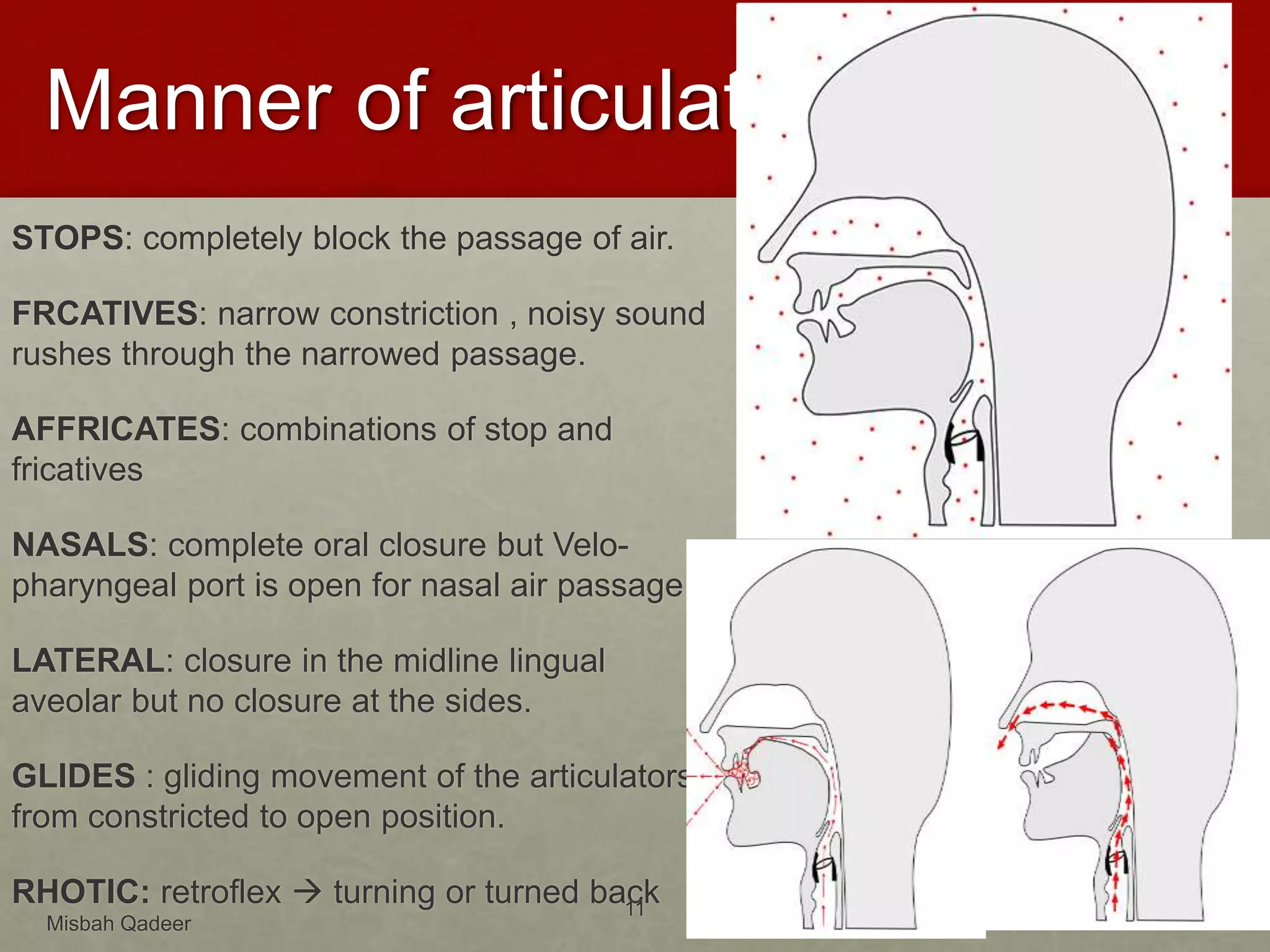 Articulatory Phonetics | PPTX