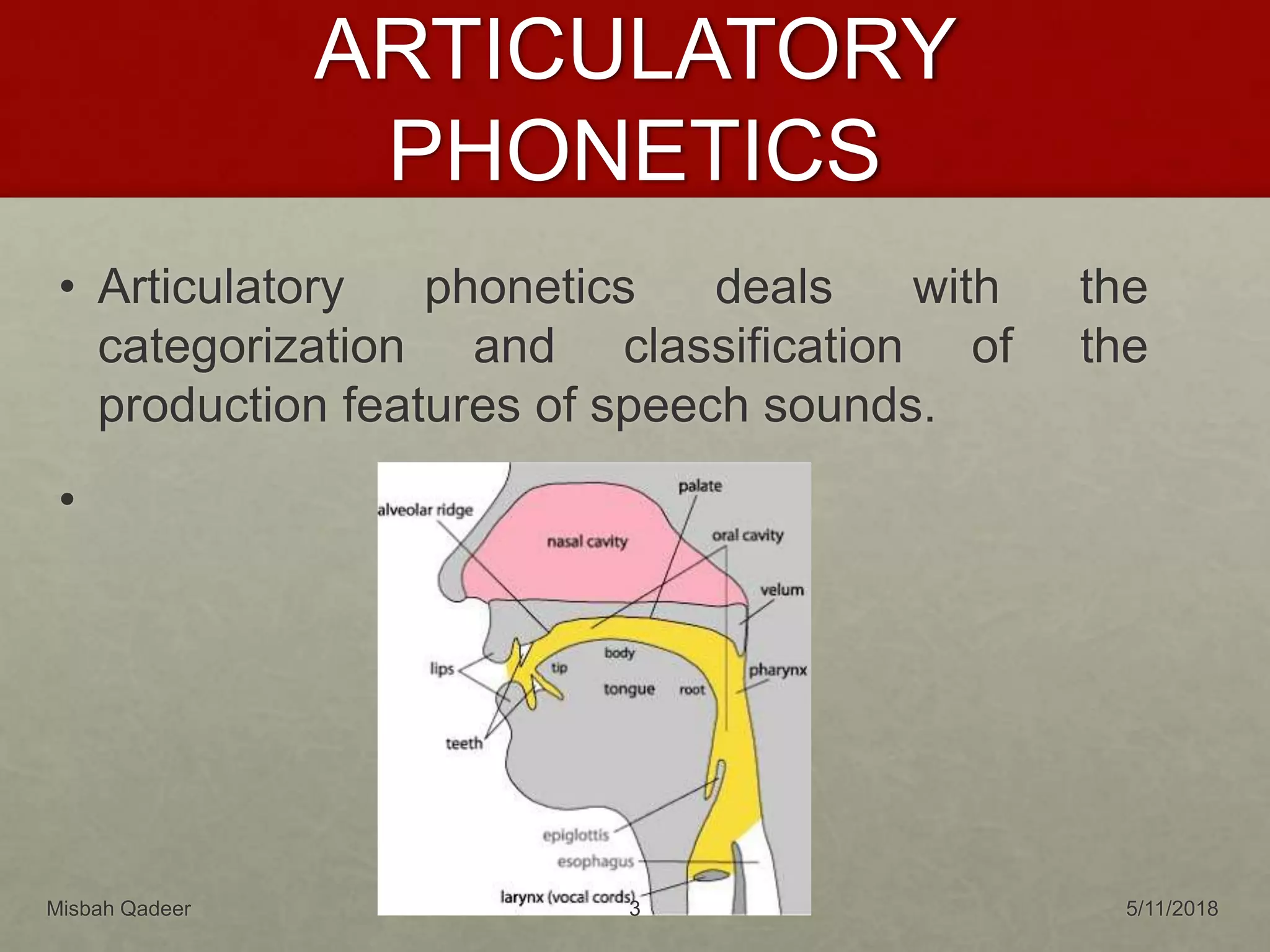 Articulatory Phonetics | PPTX