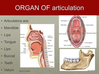 Articulatory Phonetics | PPTX