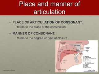 Articulatory Phonetics | PPTX