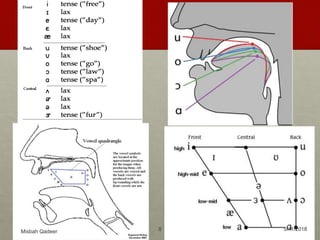 Articulatory Phonetics