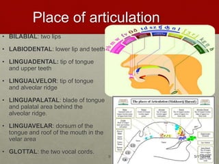 Articulatory Phonetics | PPT